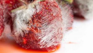 Muffa sugli alimenti, il pericolo estivo: ecco cosa fare se trovi cibo ...
