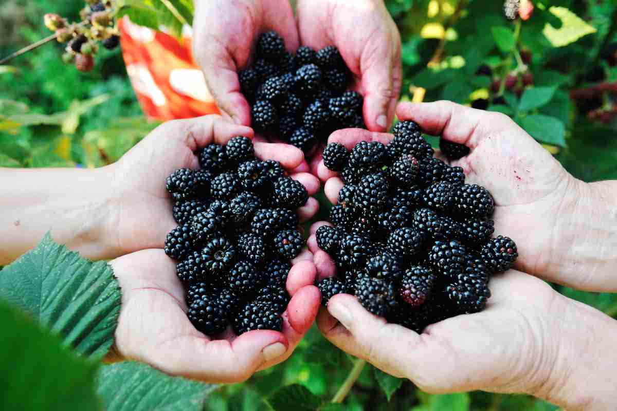 More proprietà e benefici, perché raccoglierle e mangiarle | Buttalapasta