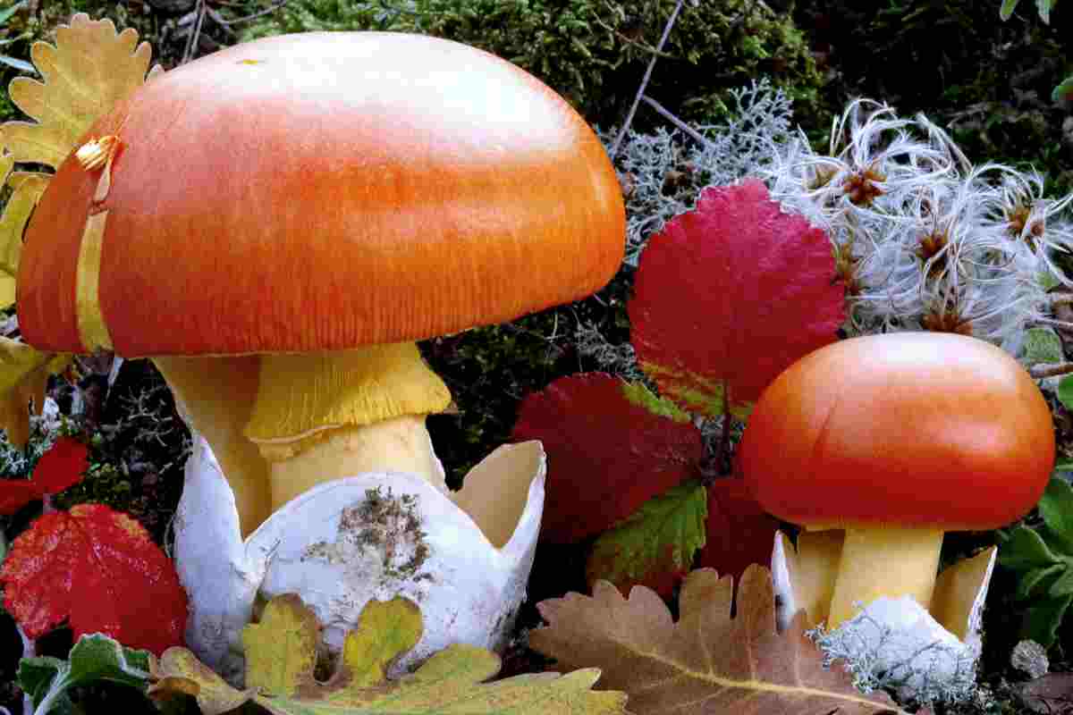 Insalata di funghi ovoli, una delizia per veri intenditori | Buttalapasta